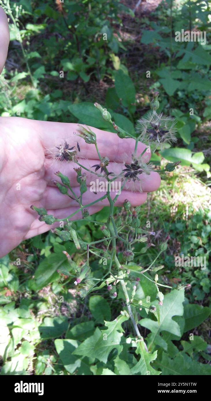 tall blue lettuce (Lactuca biennis) Plantae Stock Photo - Alamy