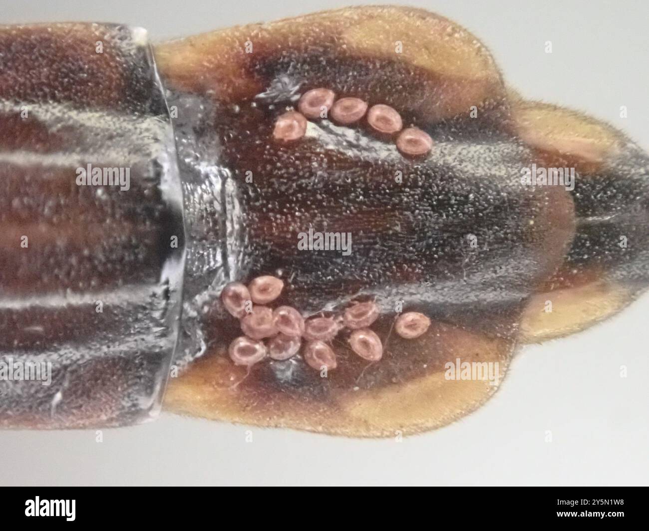 Ship-timber Beetles (Atractocerus) Insecta Stock Photo - Alamy