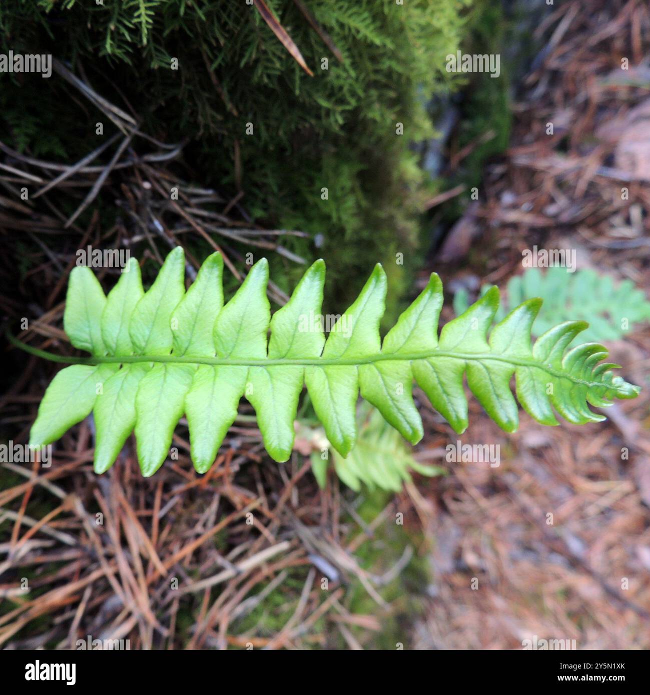 common polypody (Polypodium vulgare) Plantae Stock Photo - Alamy