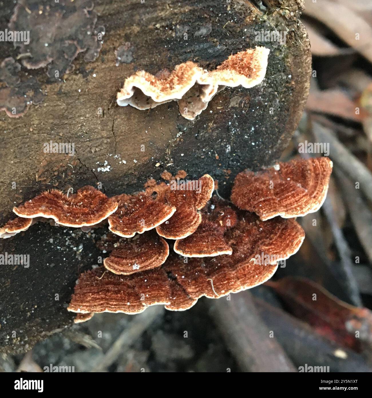 (Stereum illudens) Fungi Stock Photo - Alamy