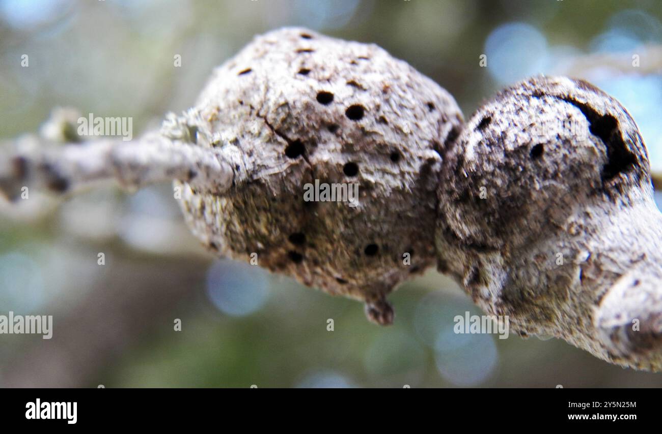 Southern Live Oak Stem Gall Wasp (Callirhytis quercusbatatoides ...