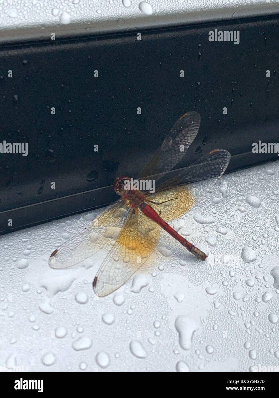 Band-winged Meadowhawk (Sympetrum semicinctum) Insecta Stock Photo - Alamy
