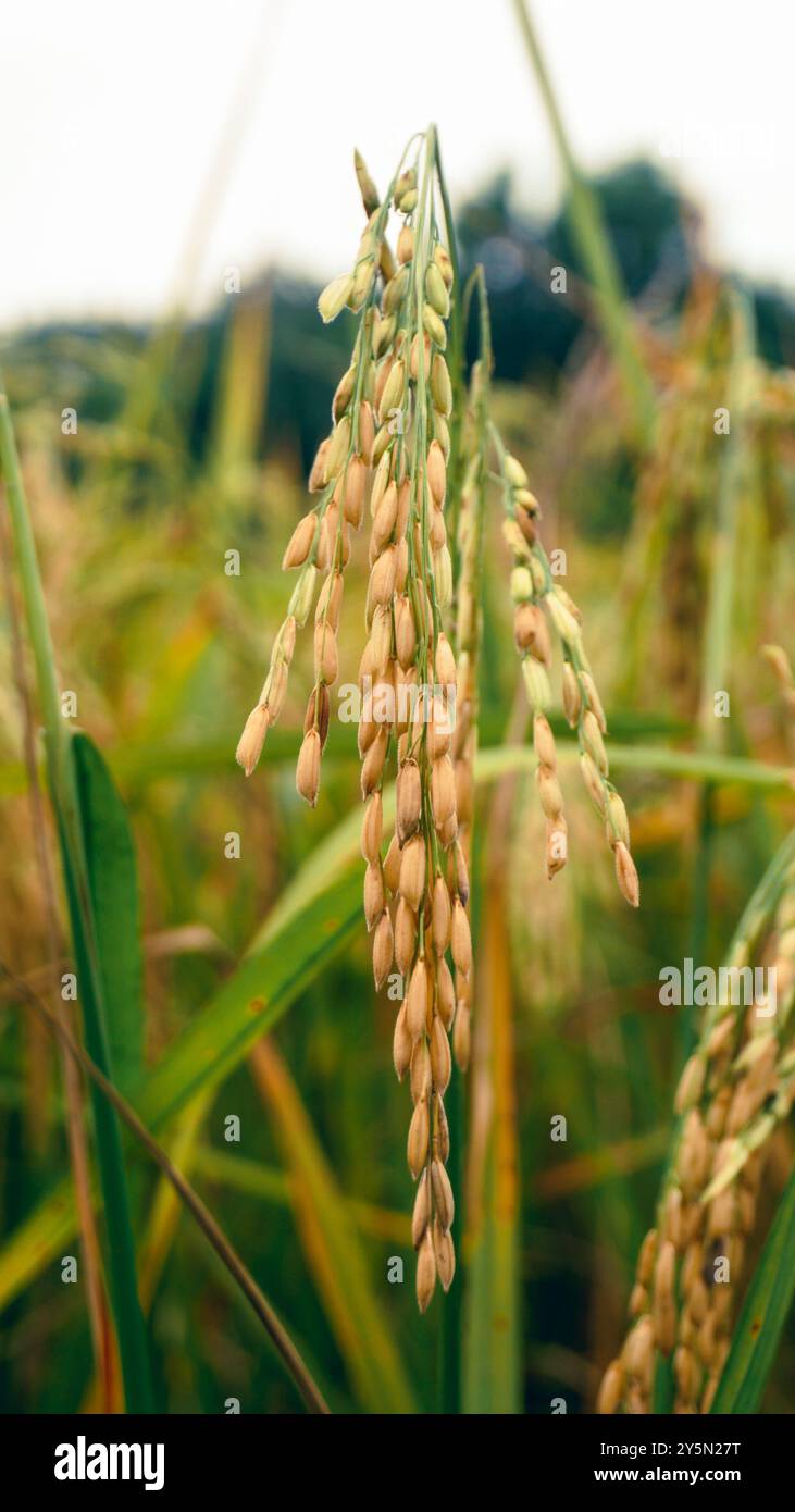 Golden rice fields. Closeup photo of ripe rice. Improved rice. Vast ...
