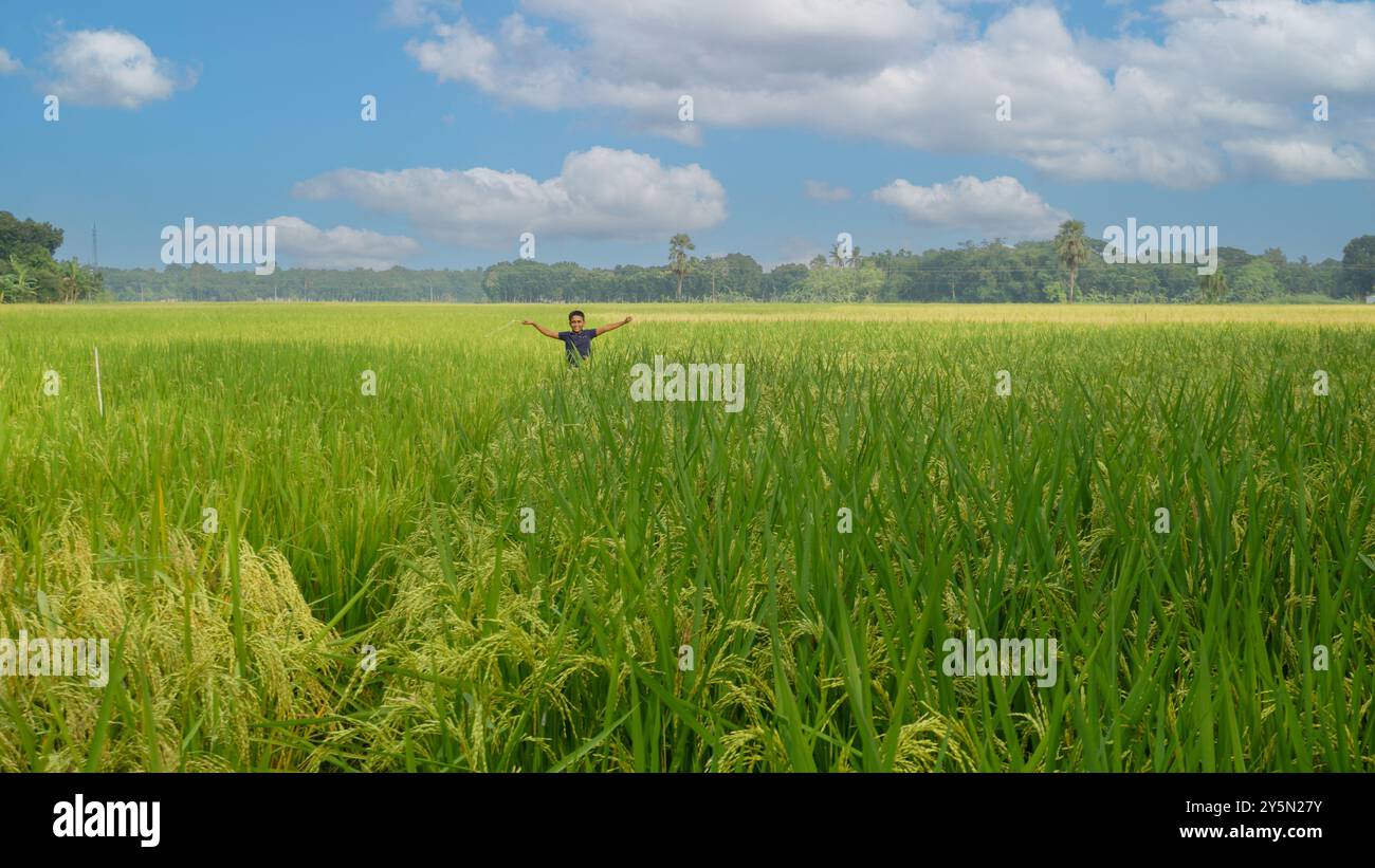 Green paddy fields across the blue sky. The village of Bangladesh is ...