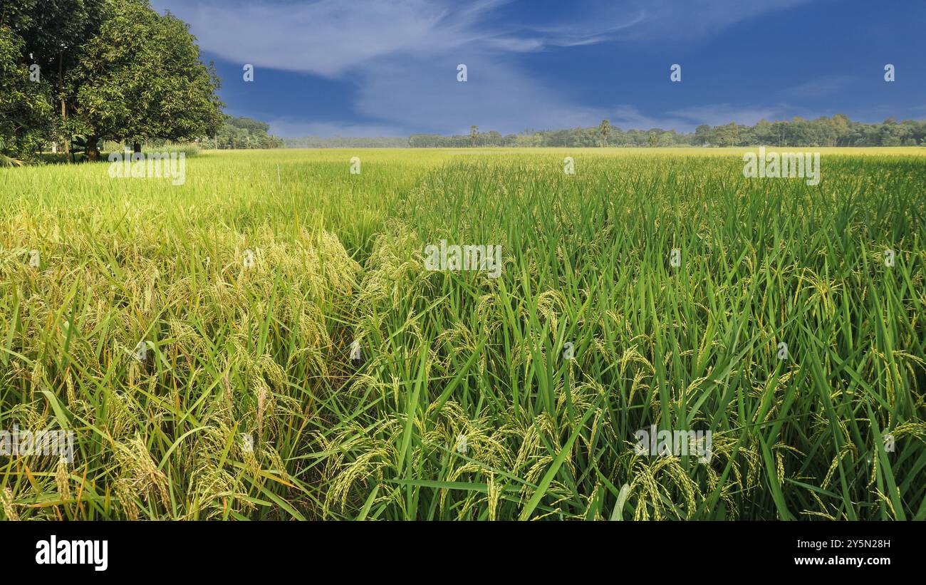 Green paddy fields across the blue sky. Villages in Bangladesh The ...