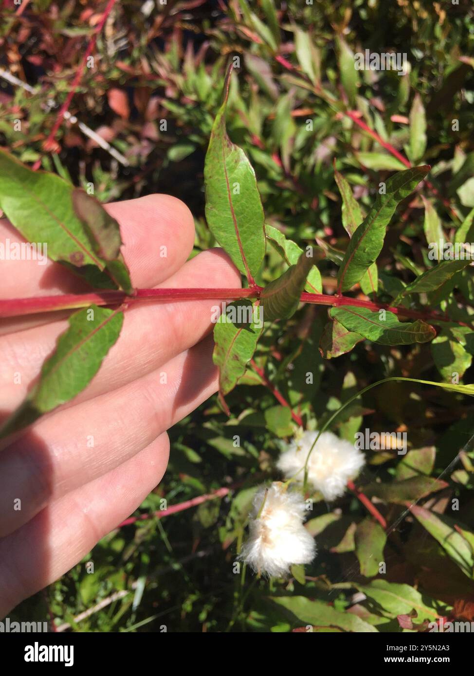 swamp loosestrife (Decodon verticillatus) Plantae Stock Photo - Alamy