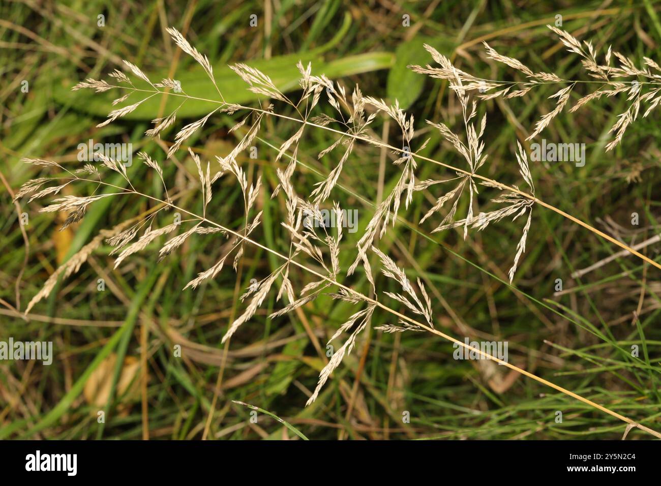 tufted hair grass (Deschampsia cespitosa) Plantae Stock Photo - Alamy