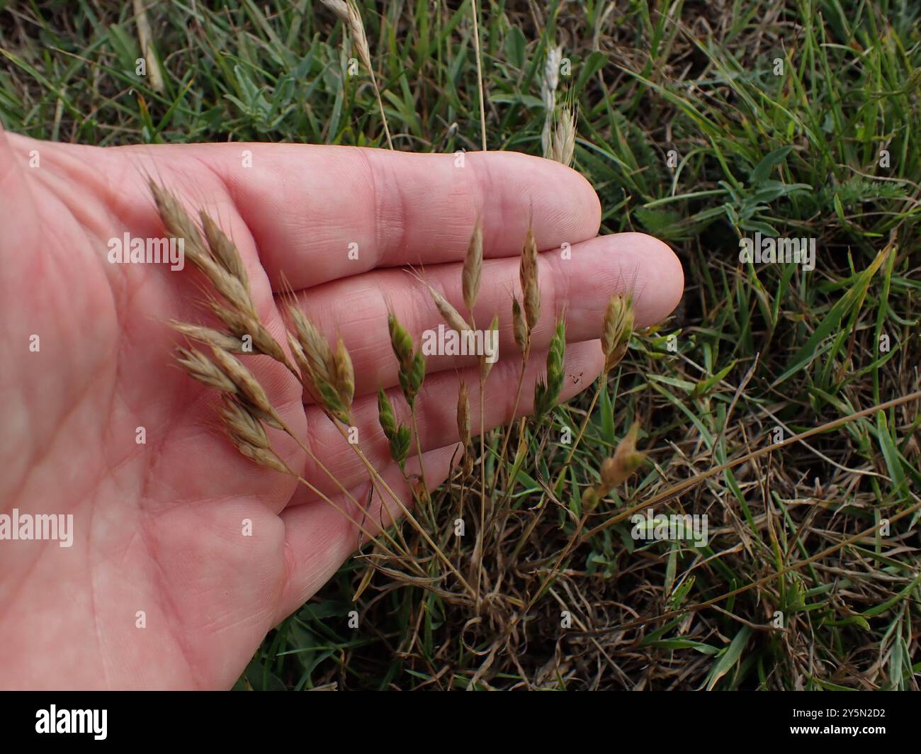 common soft brome (Bromus hordeaceus) Plantae Stock Photo - Alamy