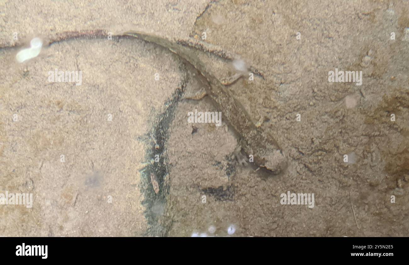 California Giant Salamander (Dicamptodon ensatus) Amphibia Stock Photo ...