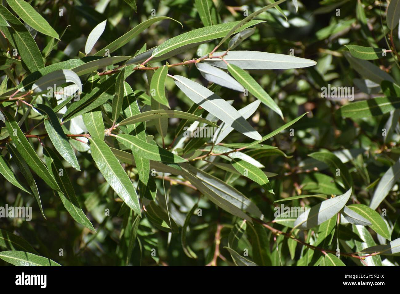 red willow (Salix laevigata) Plantae Stock Photo - Alamy