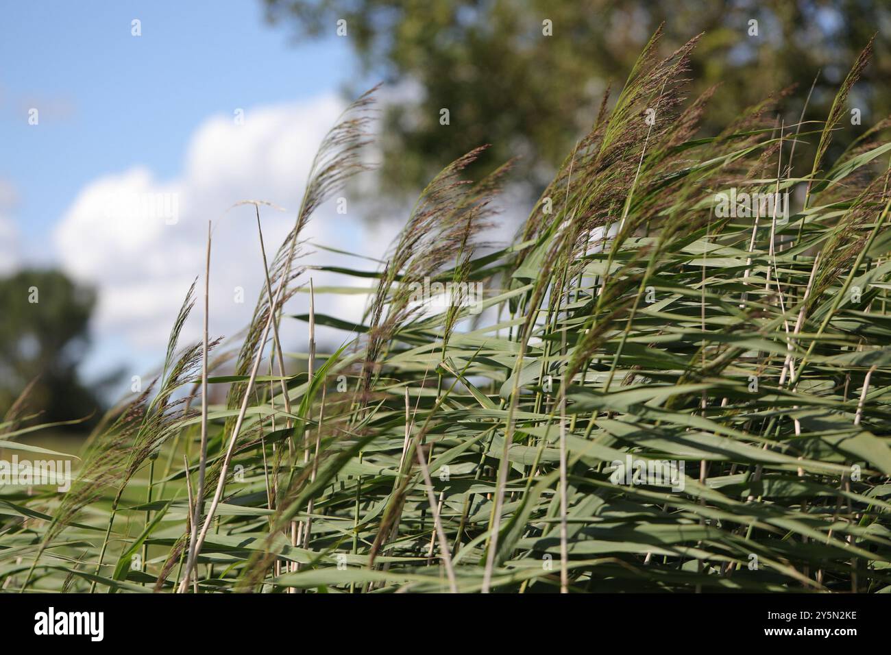 European reed (Phragmites australis australis) Plantae Stock Photo - Alamy