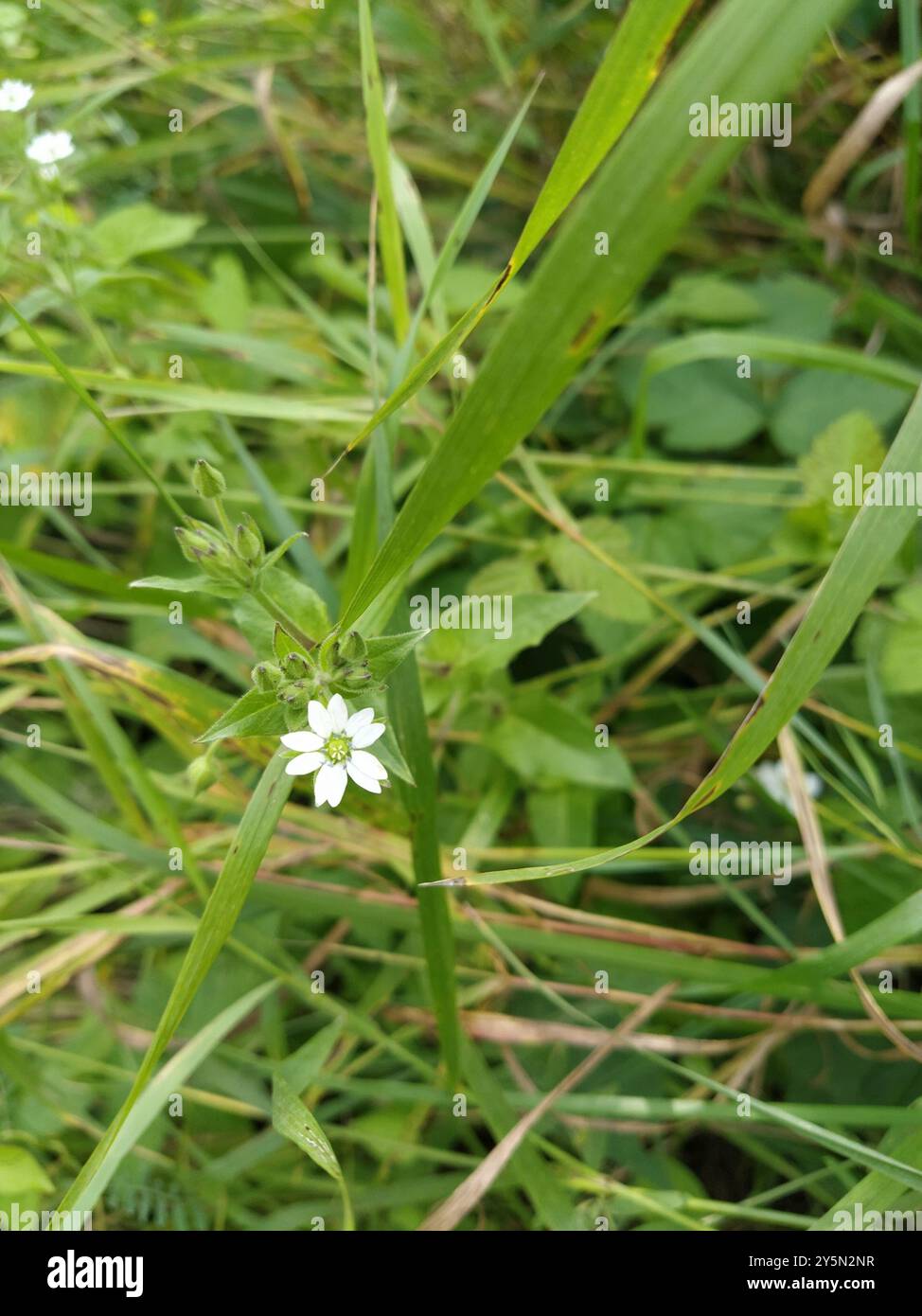 Water Chickweed (Stellaria aquatica) Plantae Stock Photo - Alamy