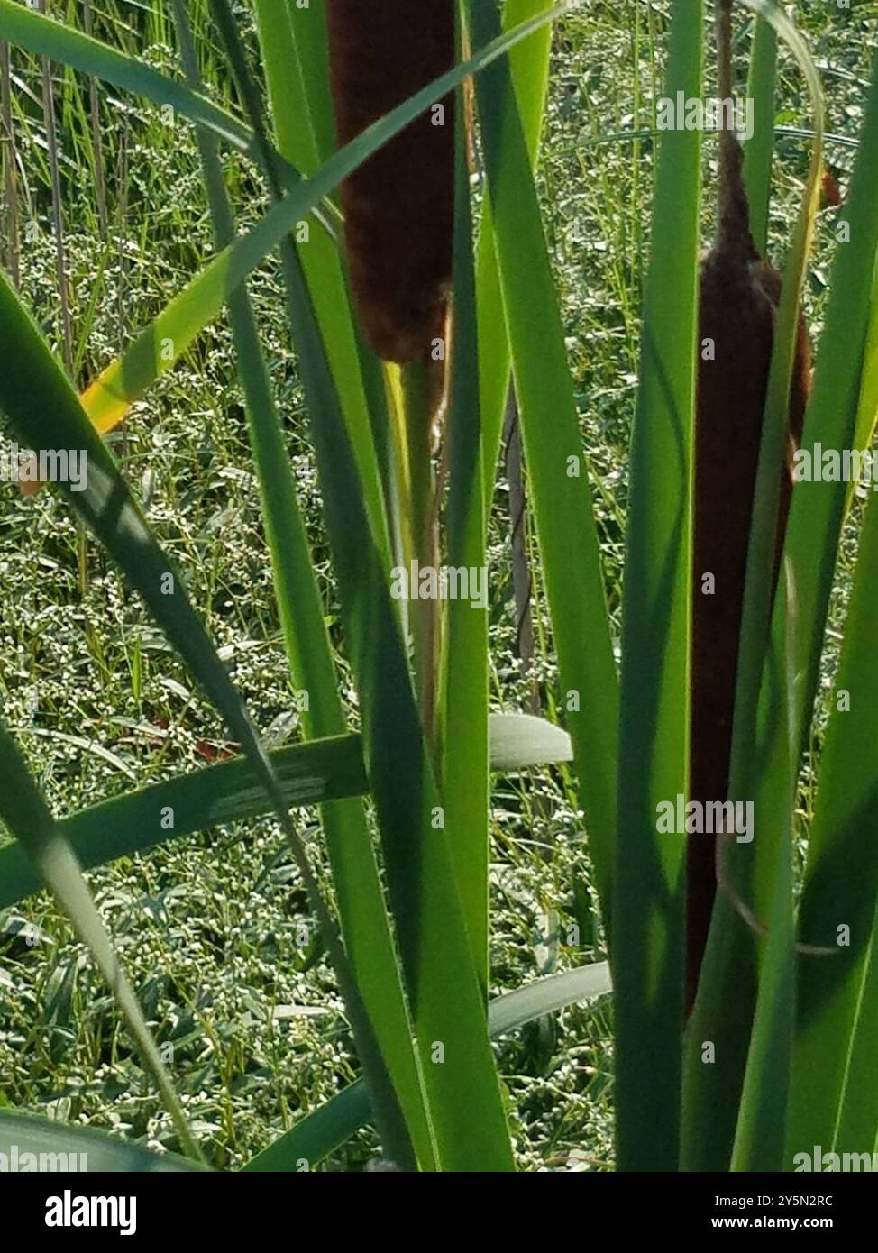 broadleaf cattail (Typha latifolia) Plantae Stock Photo - Alamy
