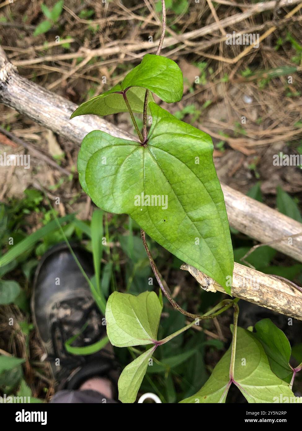 Dioscorea polystachya hi-res stock photography and images - Alamy