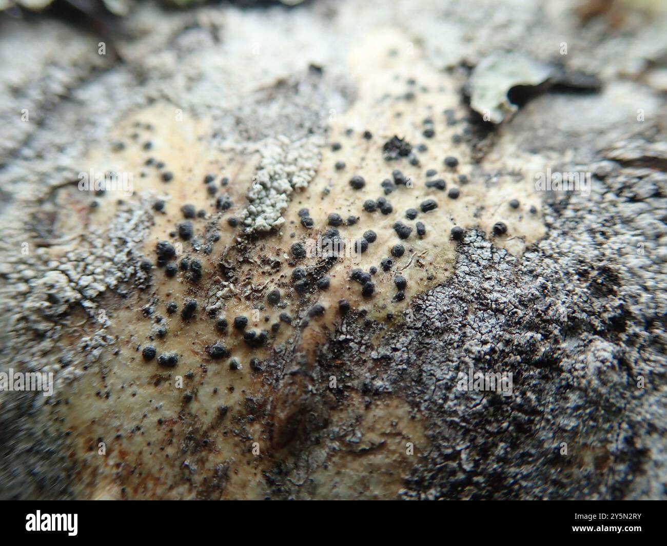 (Pyrenula occidentalis) Fungi Stock Photo - Alamy