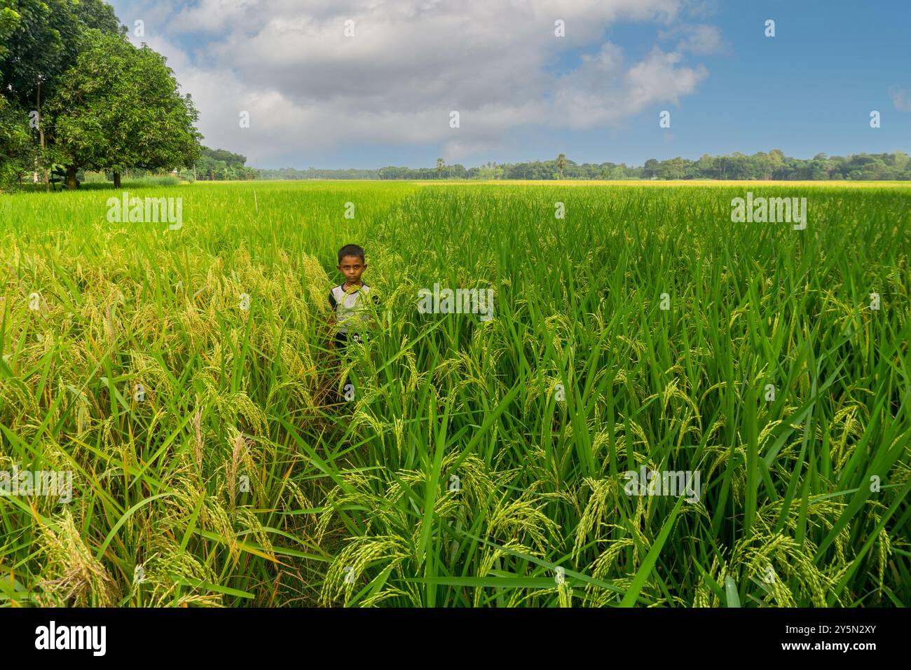 Green paddy fields across the blue sky. Villages in Bangladesh The ...