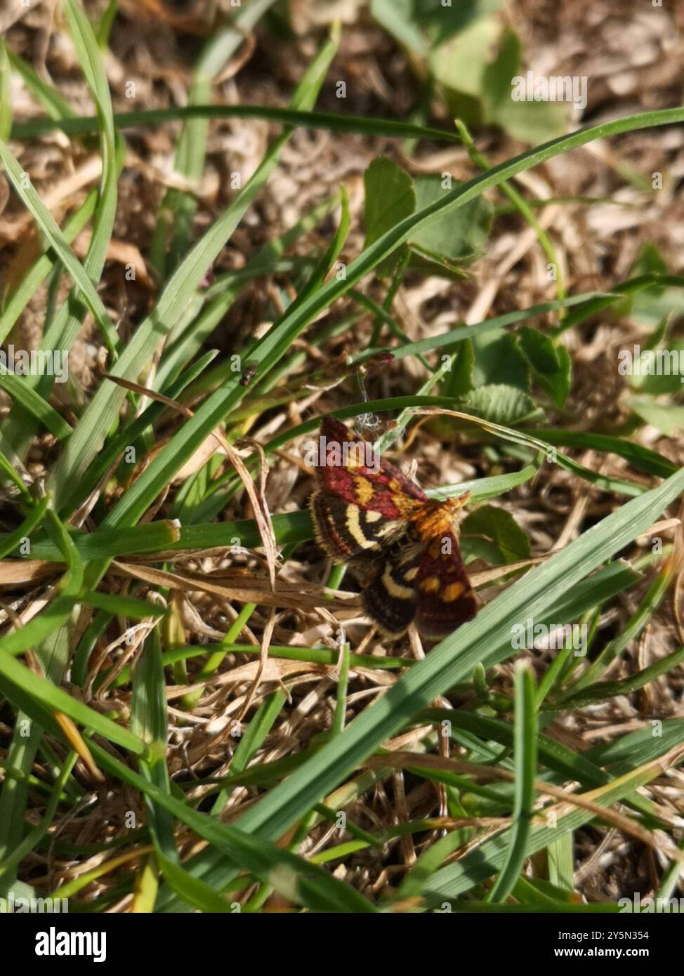 Common Crimson-and-gold Moth (Pyrausta purpuralis) Insecta Stock Photo ...