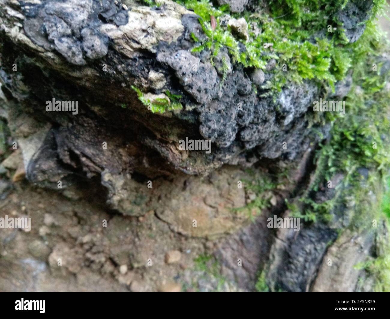 Brittle Cinder (Kretzschmaria deusta) Fungi Stock Photo - Alamy