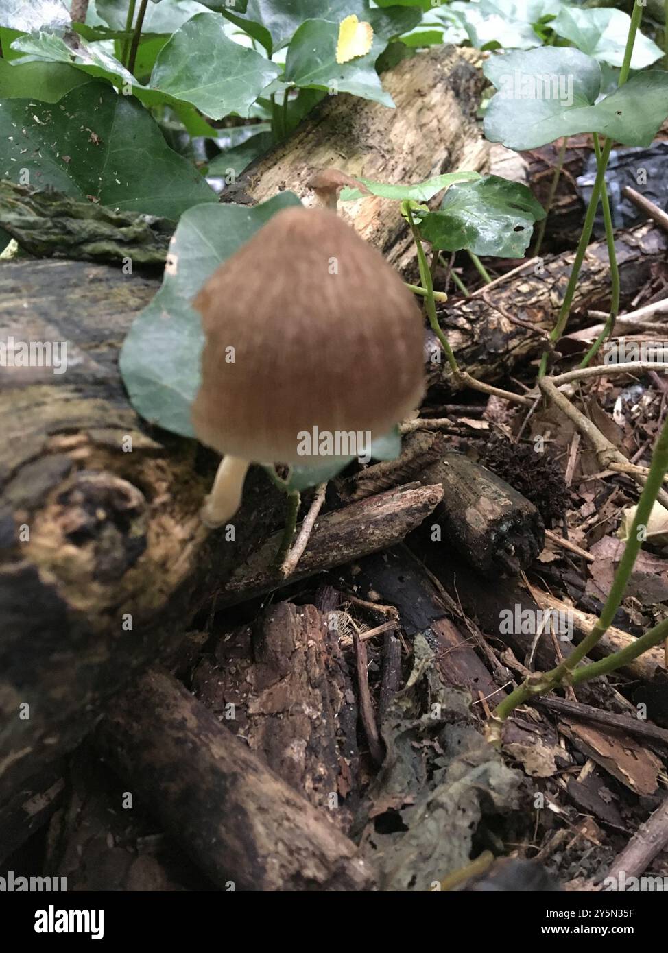 Pleated Pluteus (Pluteus longistriatus) Fungi Stock Photo - Alamy