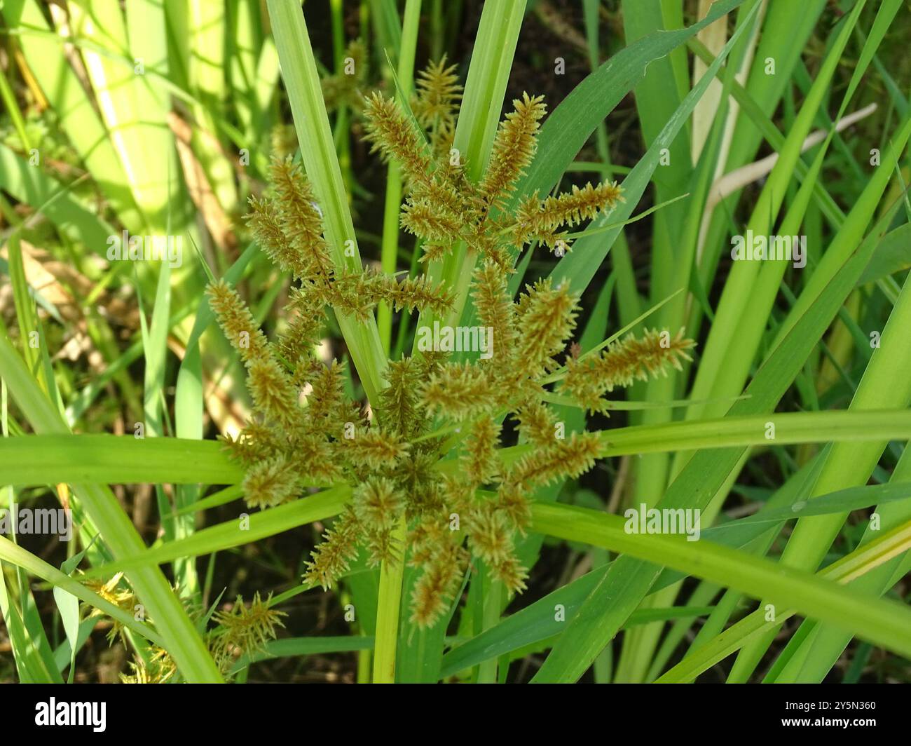 redroot flatsedge (Cyperus erythrorhizos) Plantae Stock Photo - Alamy