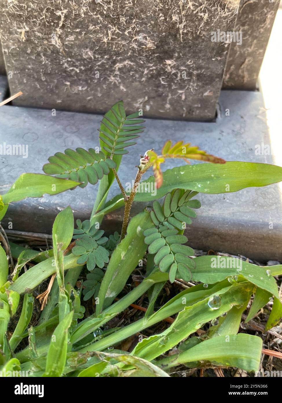 Plume Albizia (Paraserianthes lophantha) Plantae Stock Photo - Alamy