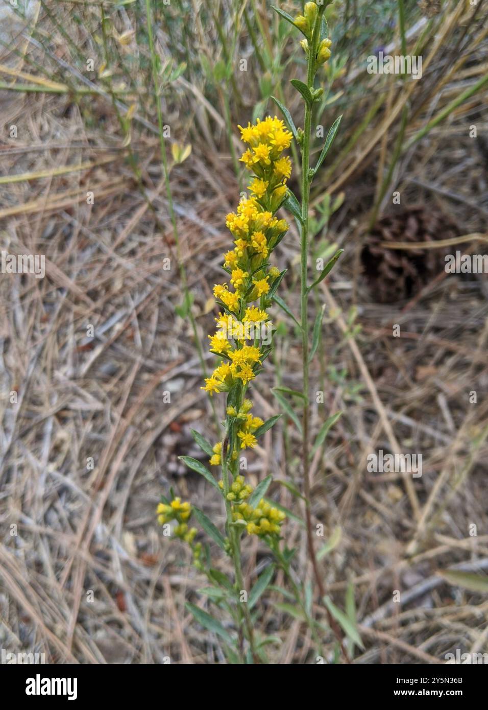 Sticky Goldenrod (Solidago simplex) Plantae Stock Photo - Alamy