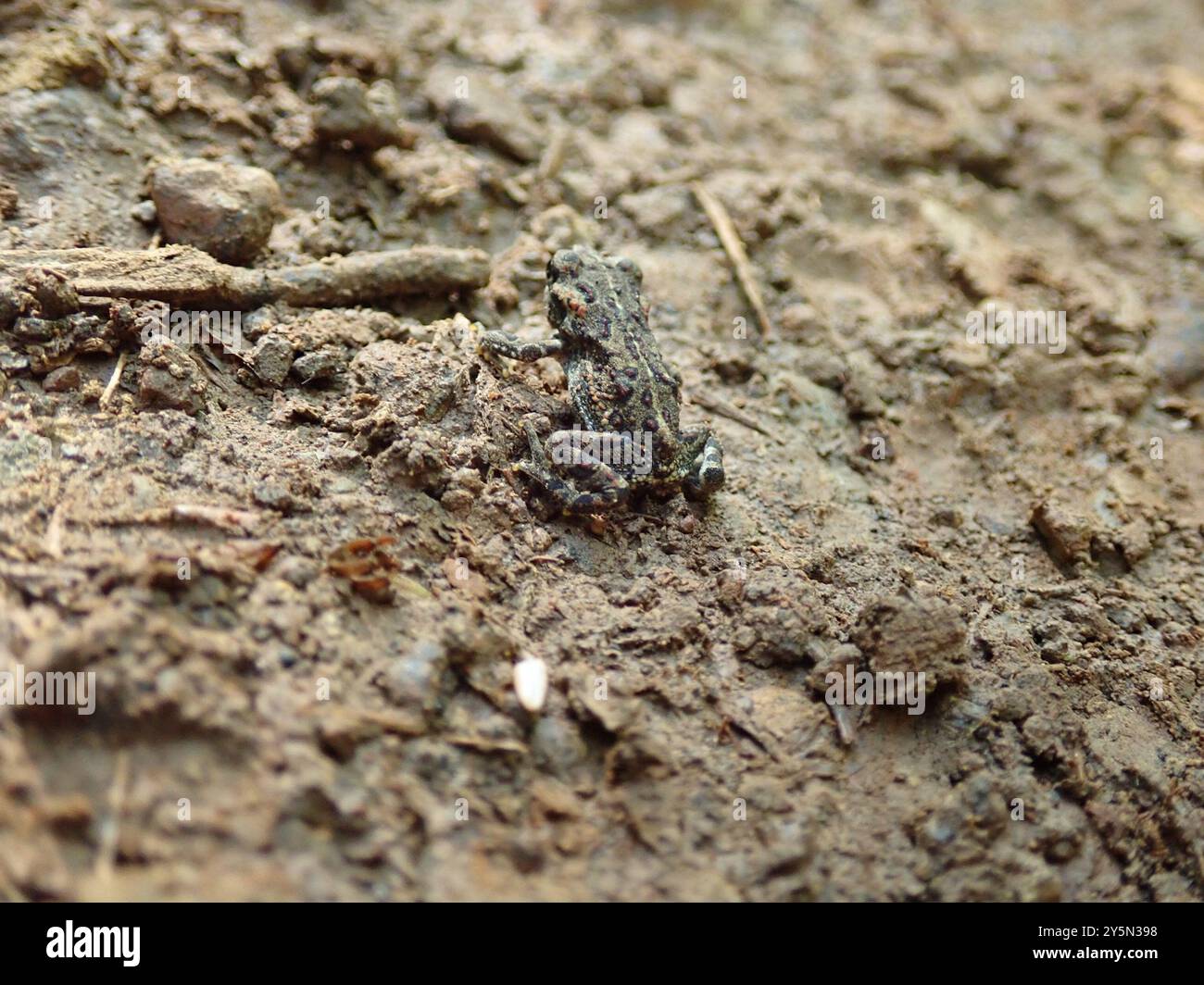Western Toad (Anaxyrus boreas) Amphibia Stock Photo - Alamy