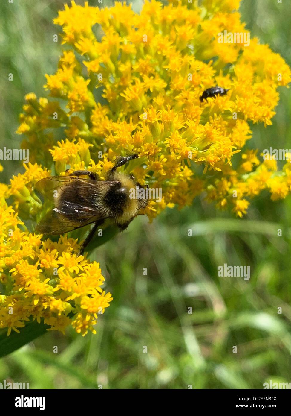 (Bombus flavidus flavidus) Insecta Stock Photo - Alamy