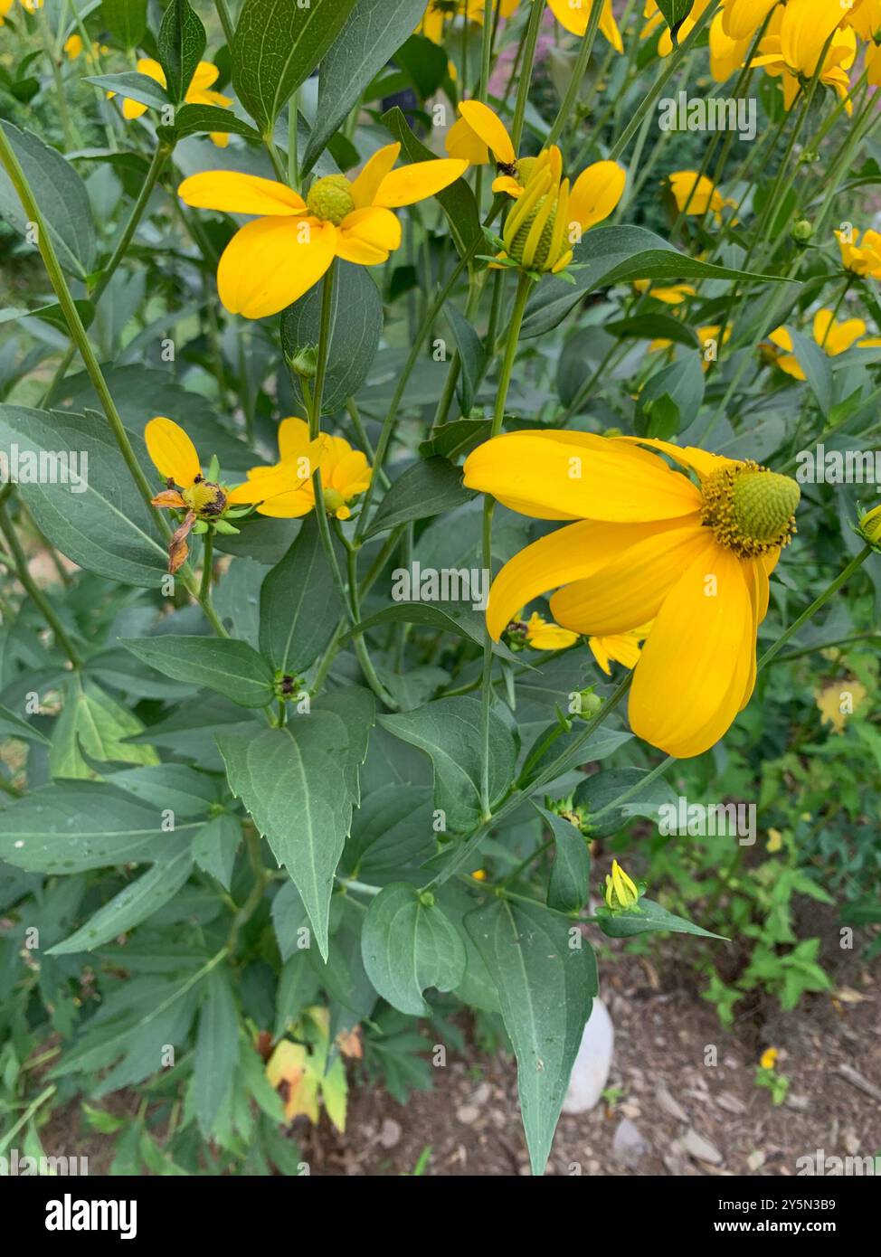 cutleaf coneflower (Rudbeckia laciniata) Plantae Stock Photo - Alamy