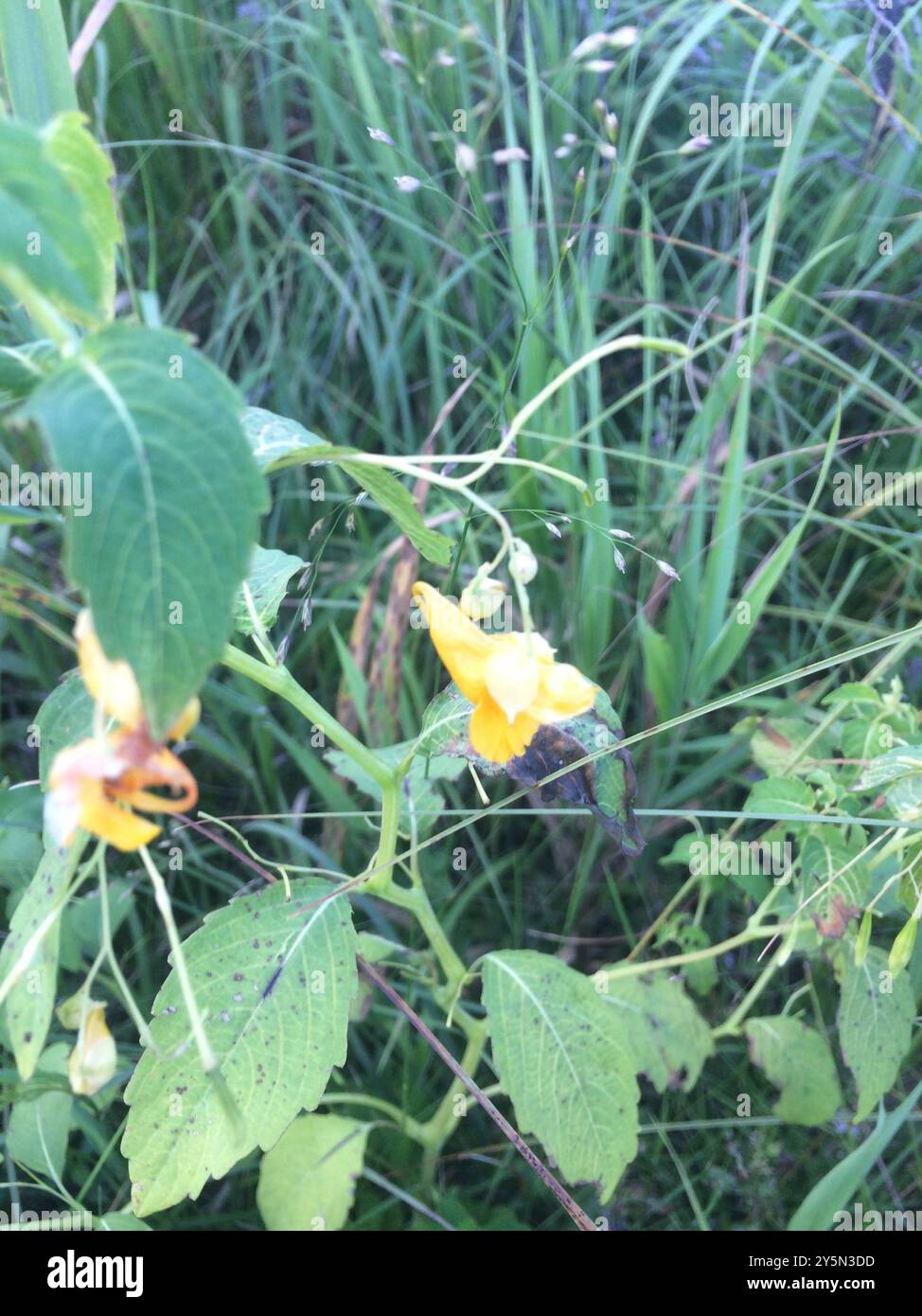 common jewelweed (Impatiens capensis) Plantae Stock Photo - Alamy