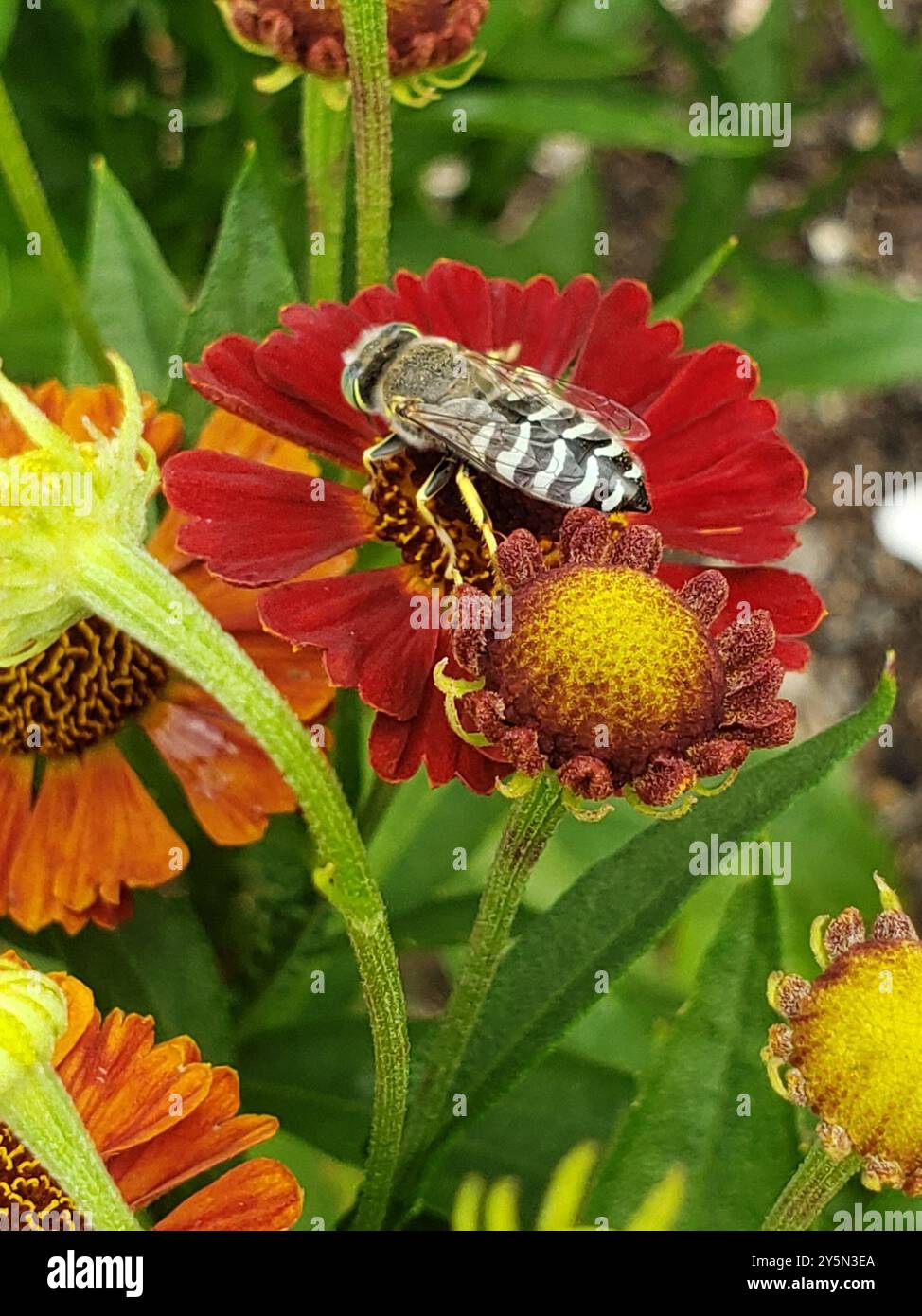 American Sand Wasp (Bembix americana) Insecta Stock Photo - Alamy