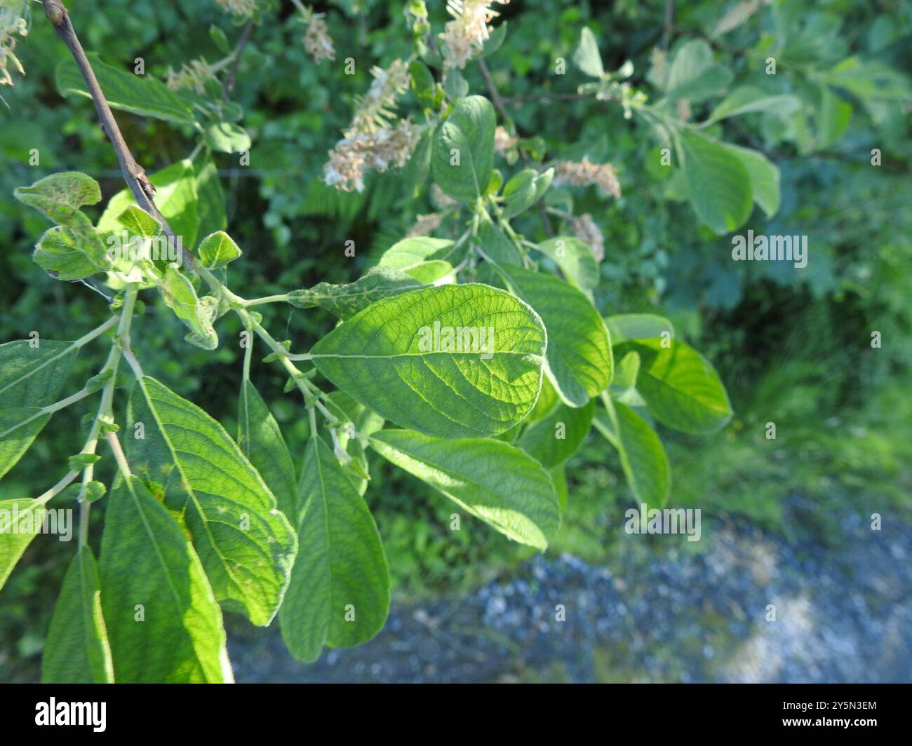 Eared Willow (Salix aurita) Plantae Stock Photo - Alamy