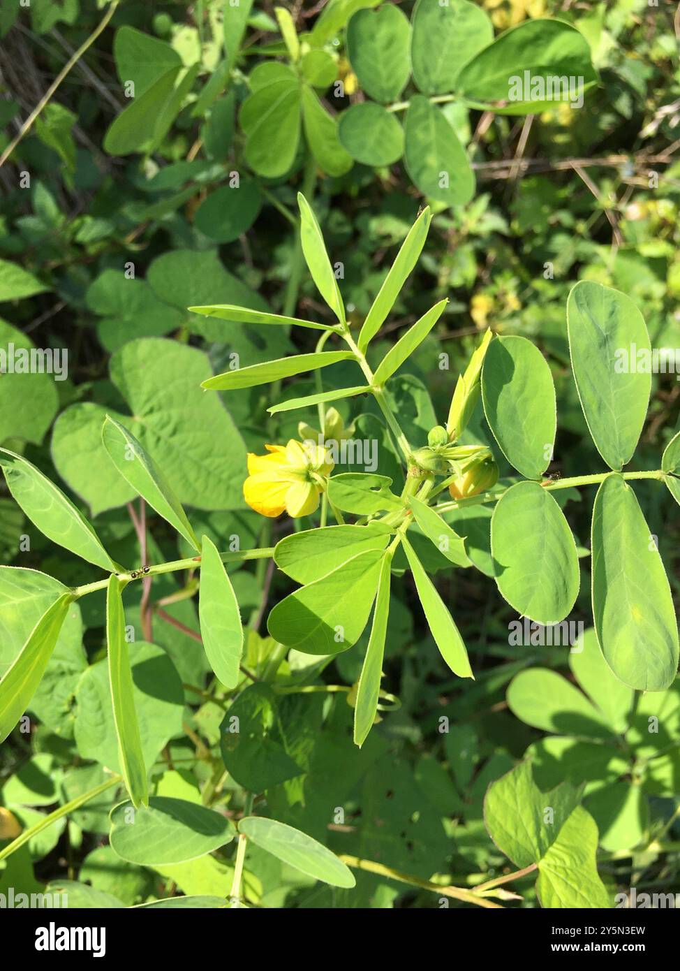 American Sicklepod (Senna obtusifolia) Plantae Stock Photo - Alamy