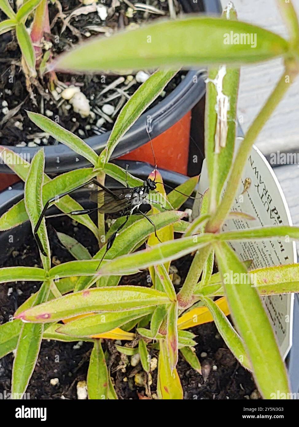 American Pelecinid Wasp (Pelecinus polyturator) Insecta Stock Photo - Alamy