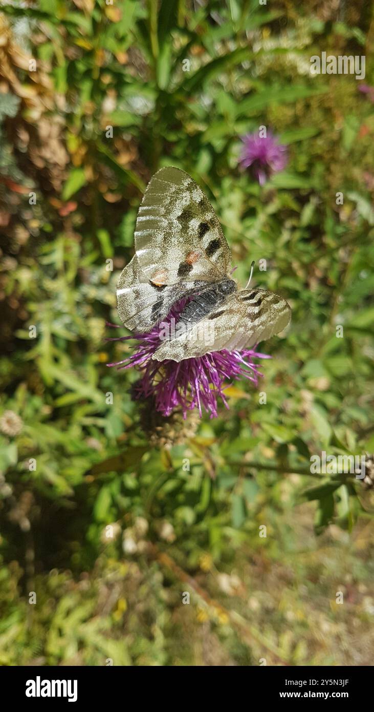 Apollo (Parnassius apollo) Insecta Stock Photo - Alamy