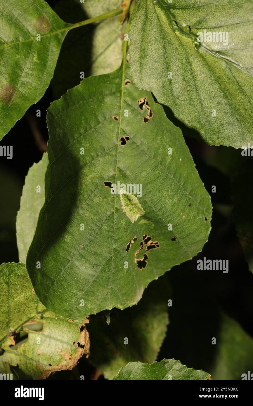 Common Alder Midget (Phyllonorycter rajella) Insecta Stock Photo - Alamy