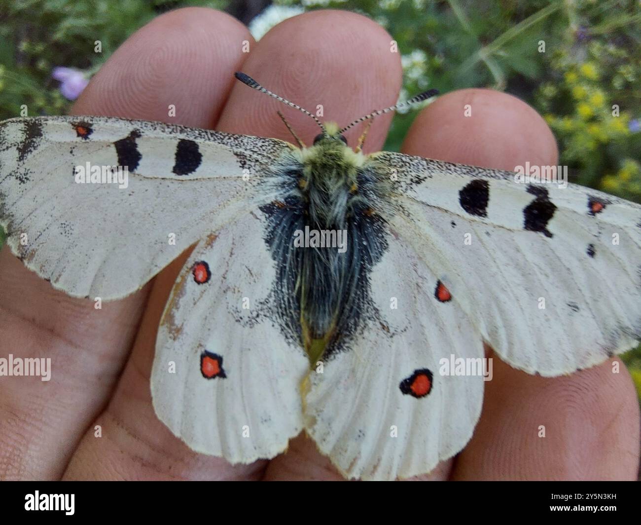 Rocky Mountain Parnassian (Parnassius smintheus) Insecta Stock Photo ...