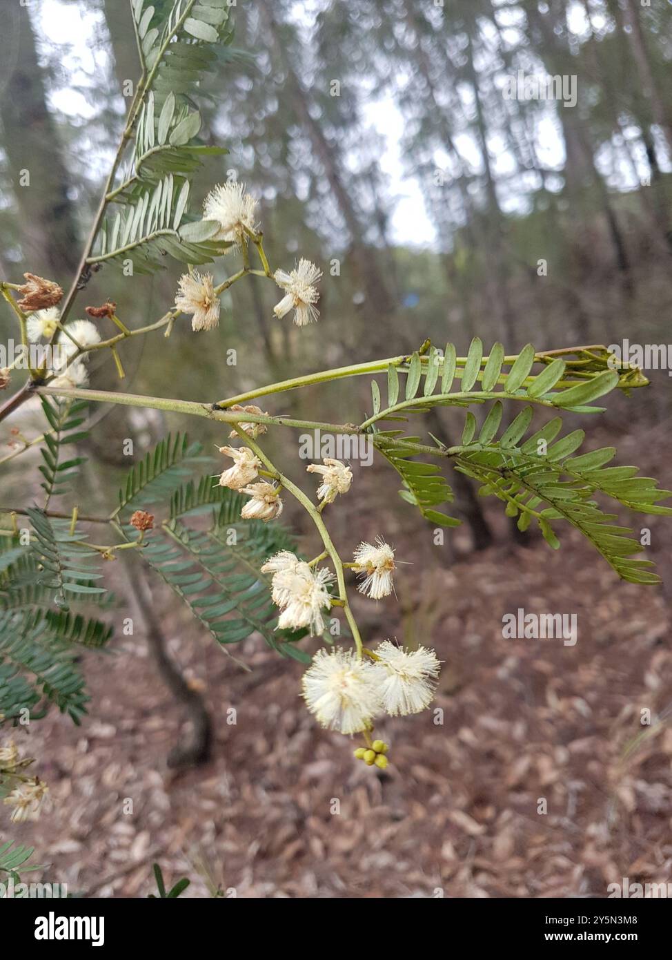 Sunshine Wattle (Acacia terminalis) Plantae Stock Photo - Alamy
