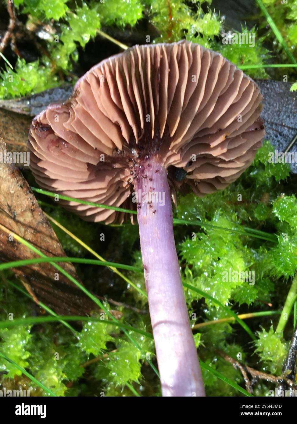 (Thaxterogaster submagellanicus) Fungi Stock Photo - Alamy