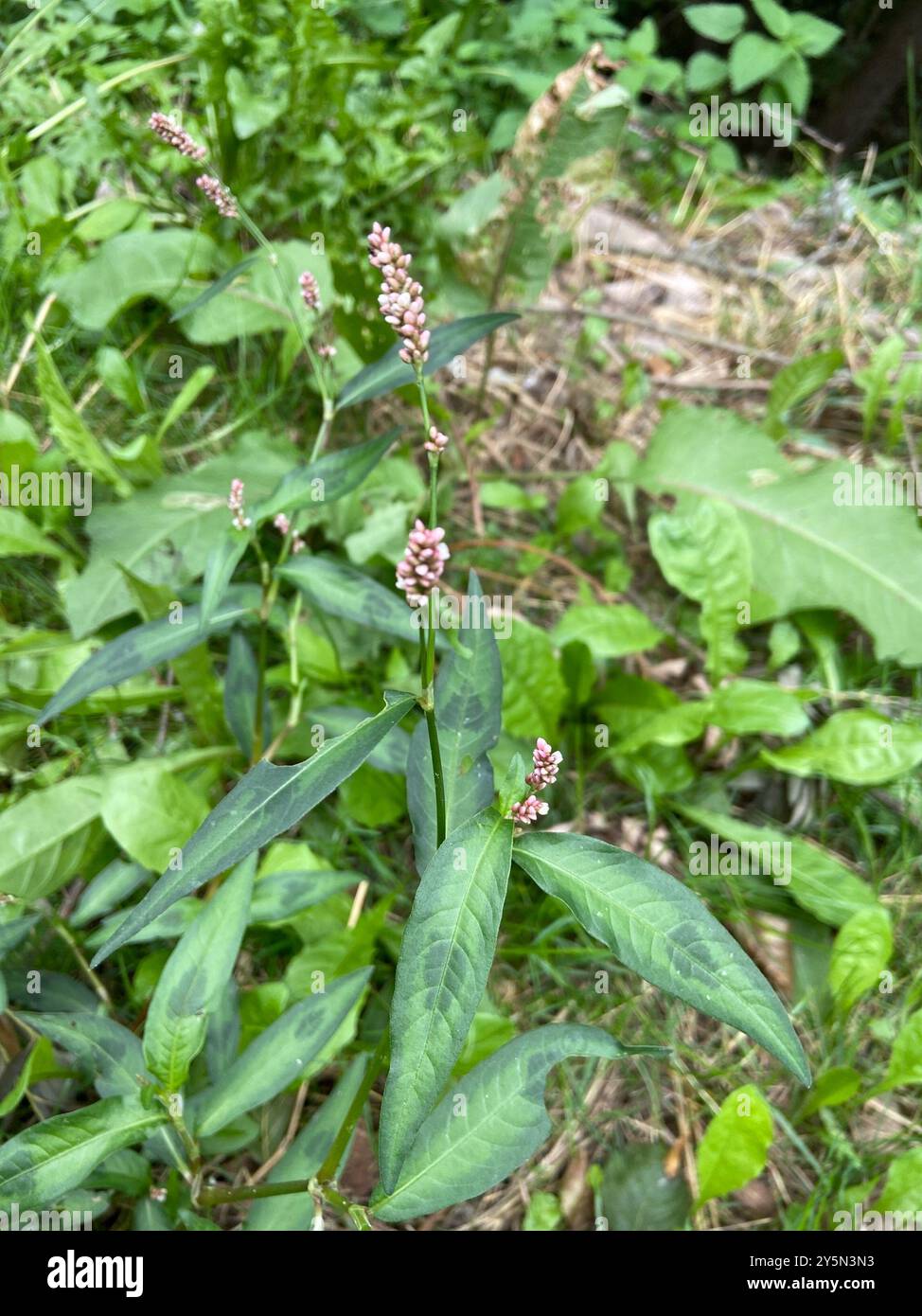 spotted lady's thumb (Persicaria maculosa) Plantae Stock Photo - Alamy