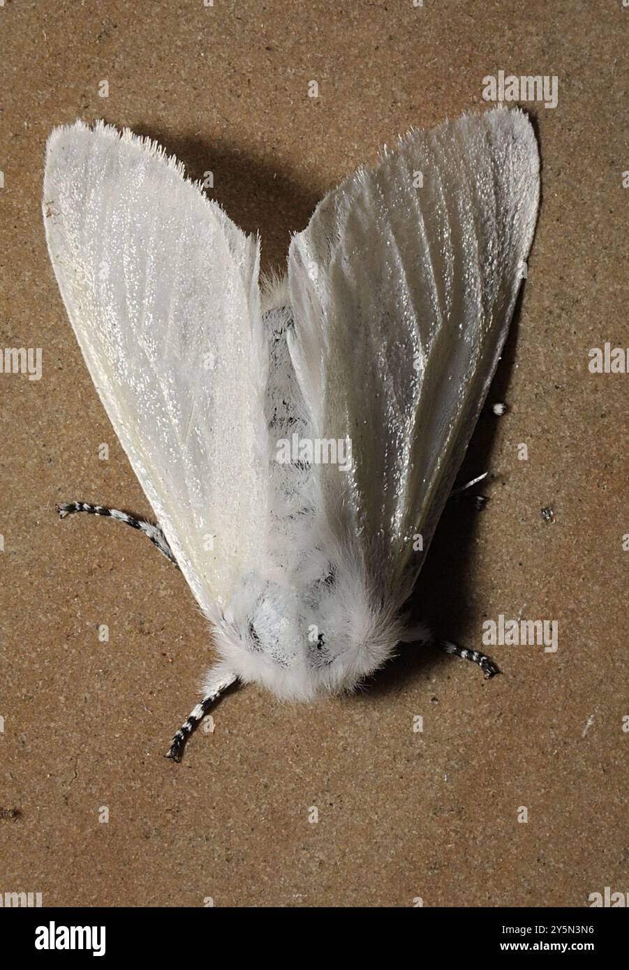 White Satin Moth (Leucoma salicis) Insecta Stock Photo - Alamy