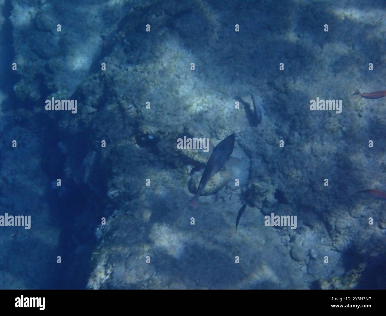 European Parrotfish (Sparisoma cretense) Actinopterygii Stock Photo - Alamy