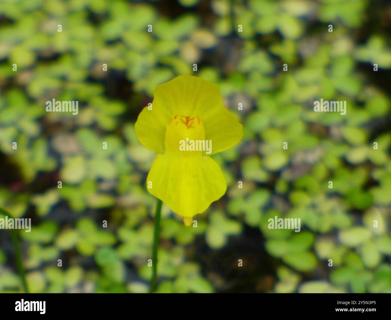 humped bladderwort (Utricularia gibba) Plantae Stock Photo - Alamy