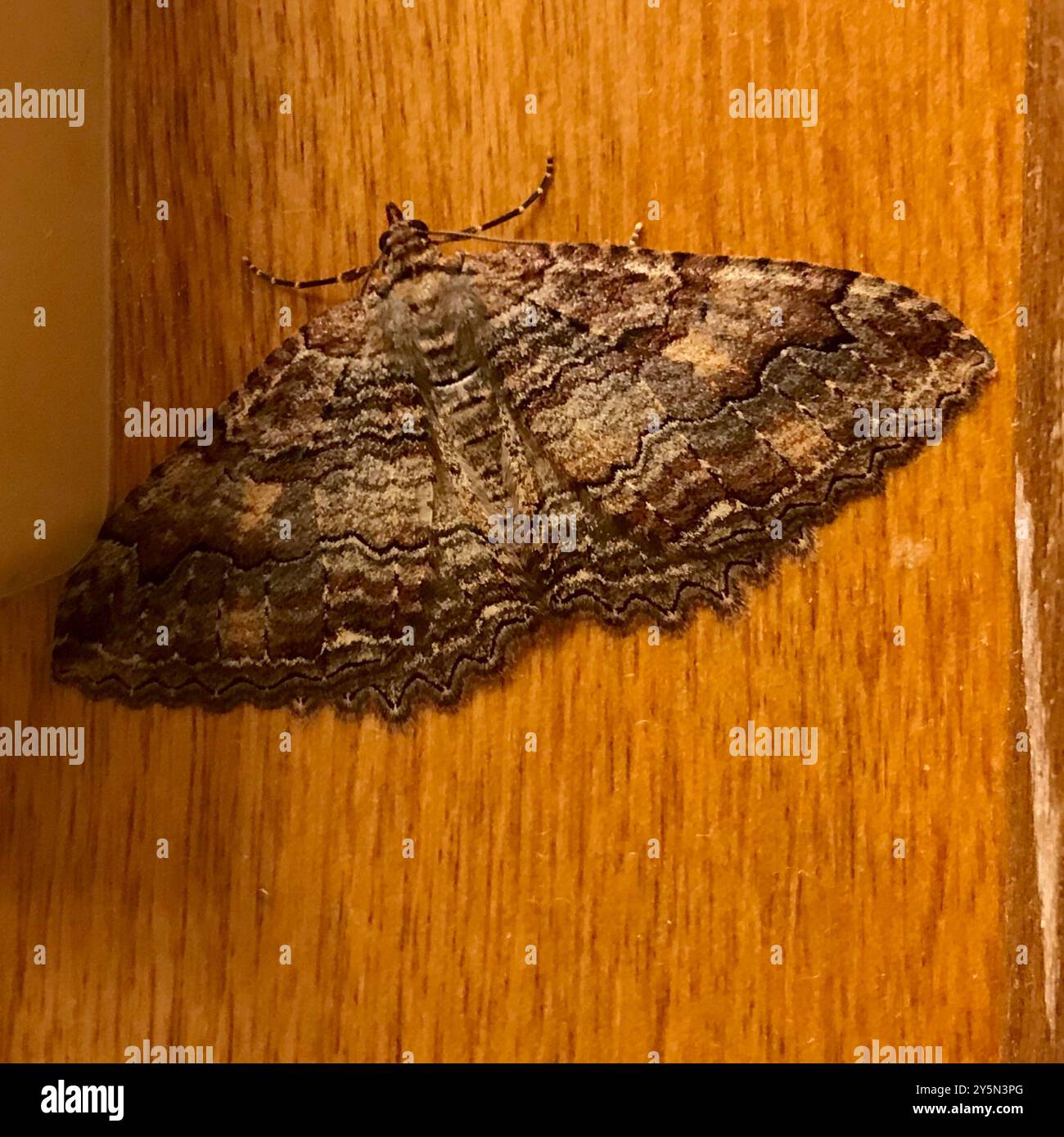 Tissue Moth (Triphosa haesitata) Insecta Stock Photo - Alamy