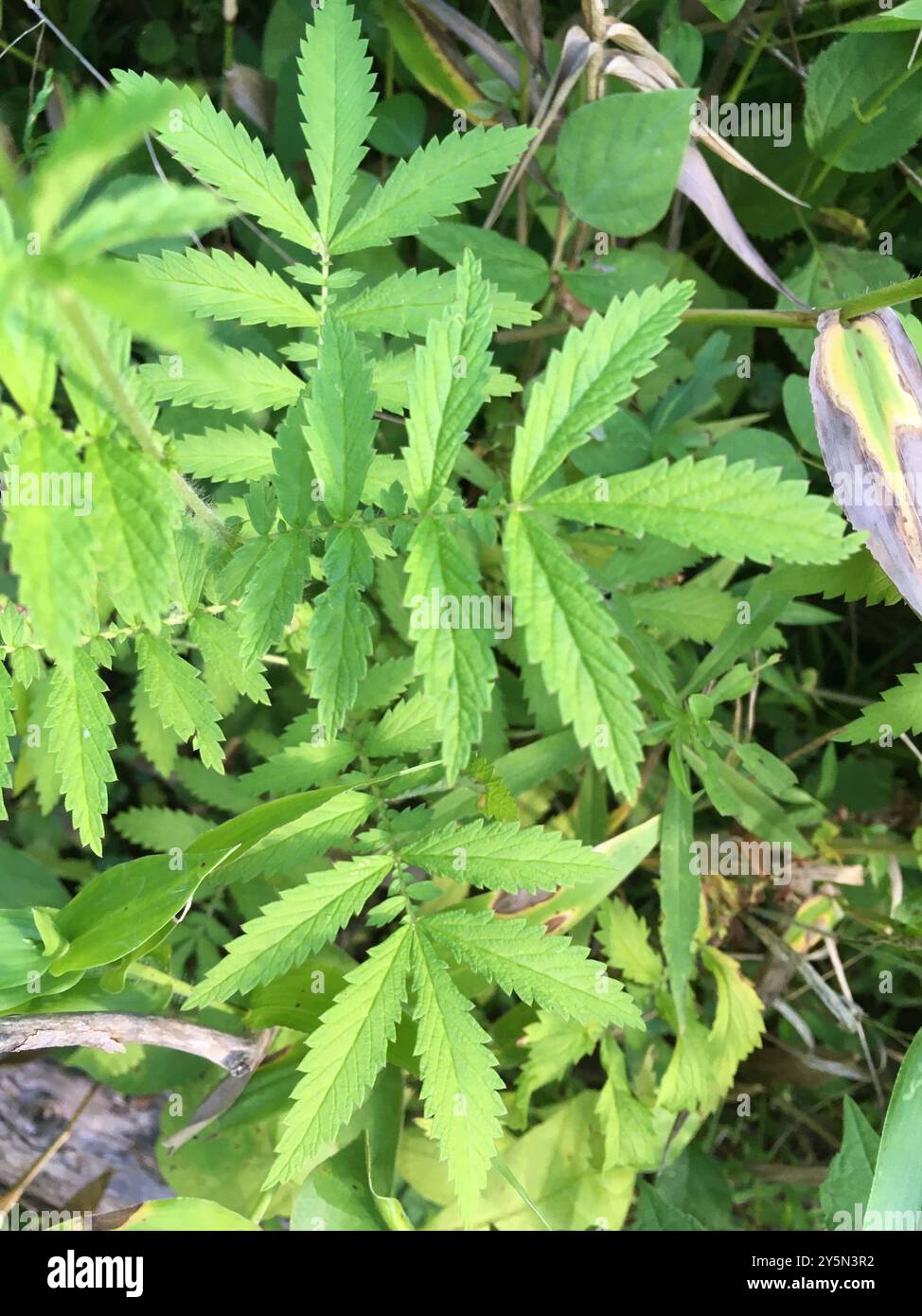 swamp agrimony (Agrimonia parviflora) Plantae Stock Photo - Alamy