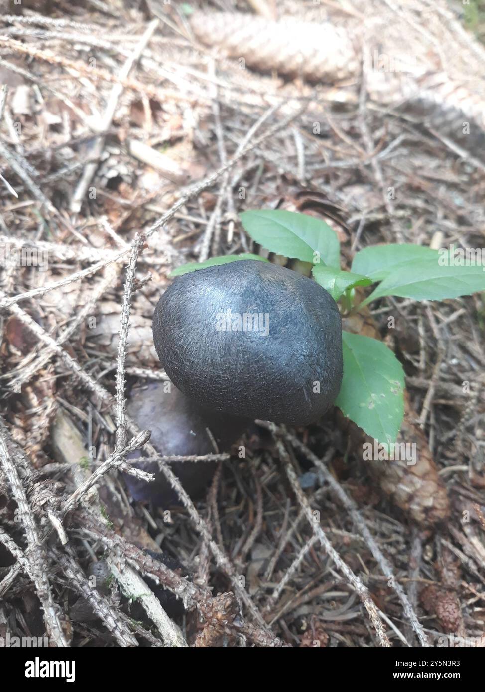Webcaps (Cortinarius) Fungi Stock Photo - Alamy