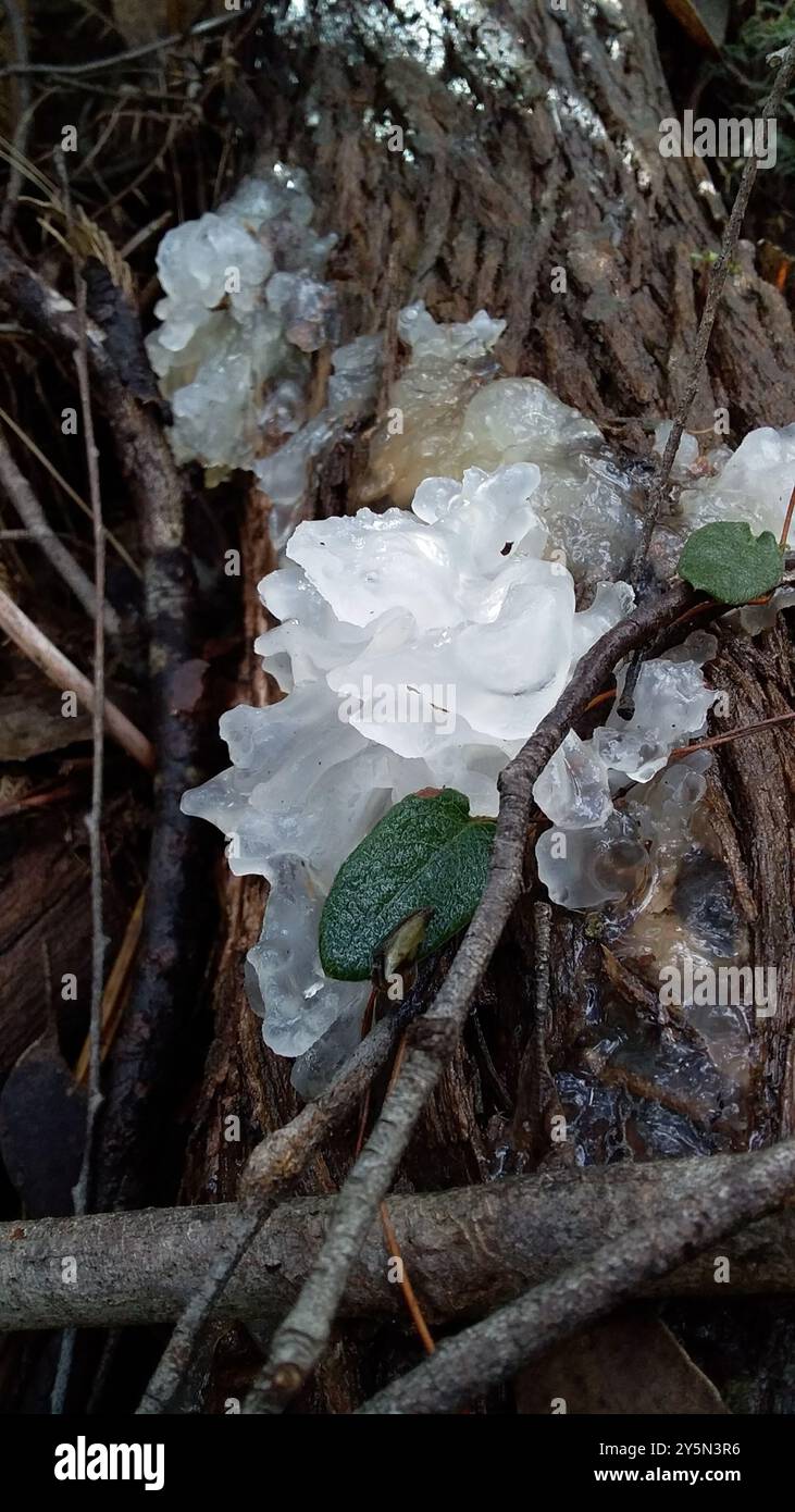 snow fungus (Tremella fuciformis) Fungi Stock Photo - Alamy