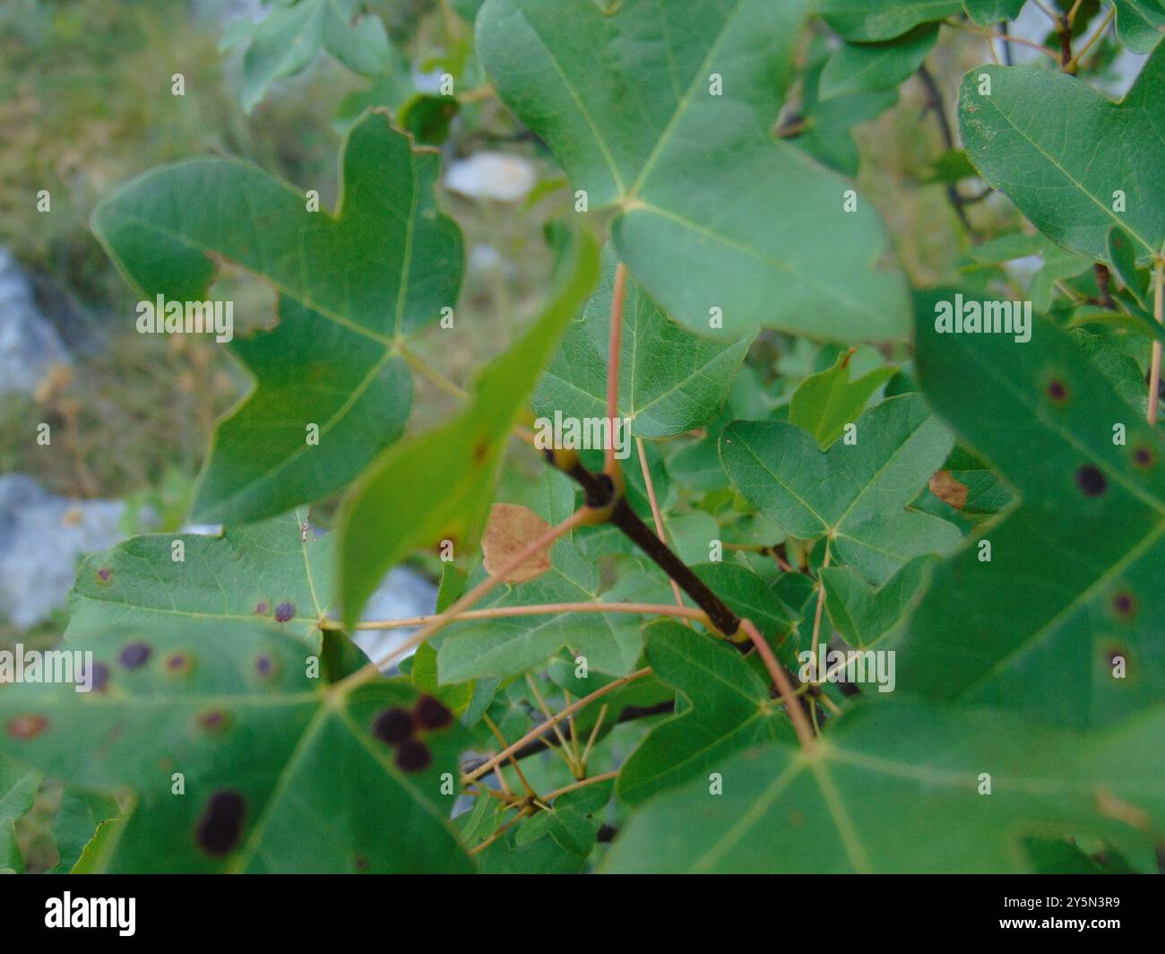 Montpellier Maple (Acer monspessulanum) Plantae Stock Photo - Alamy