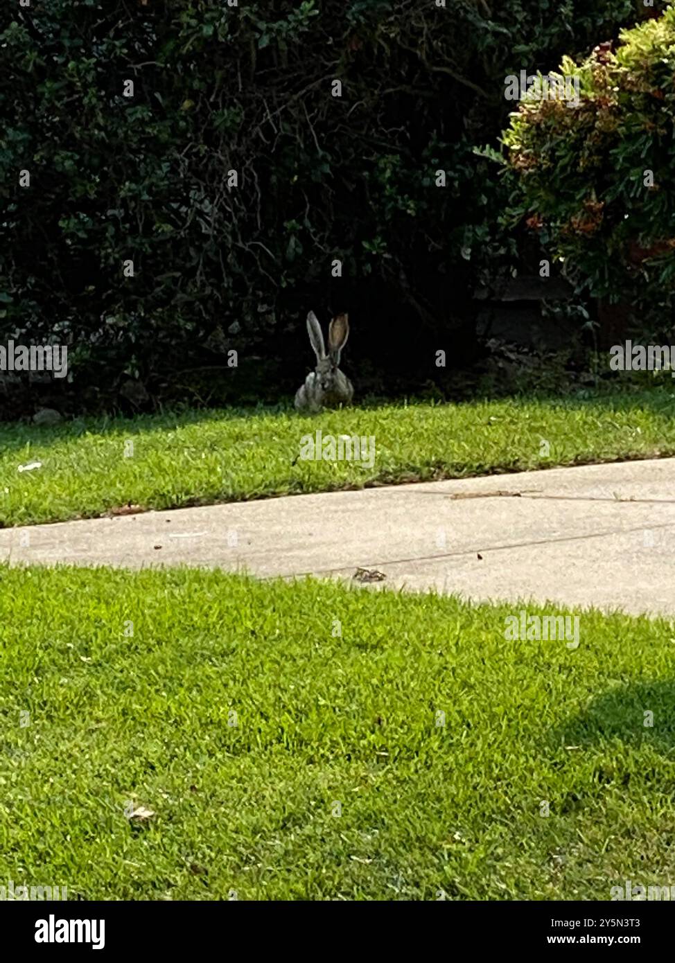 Black-tailed Jackrabbit (Lepus californicus) Mammalia Stock Photo - Alamy