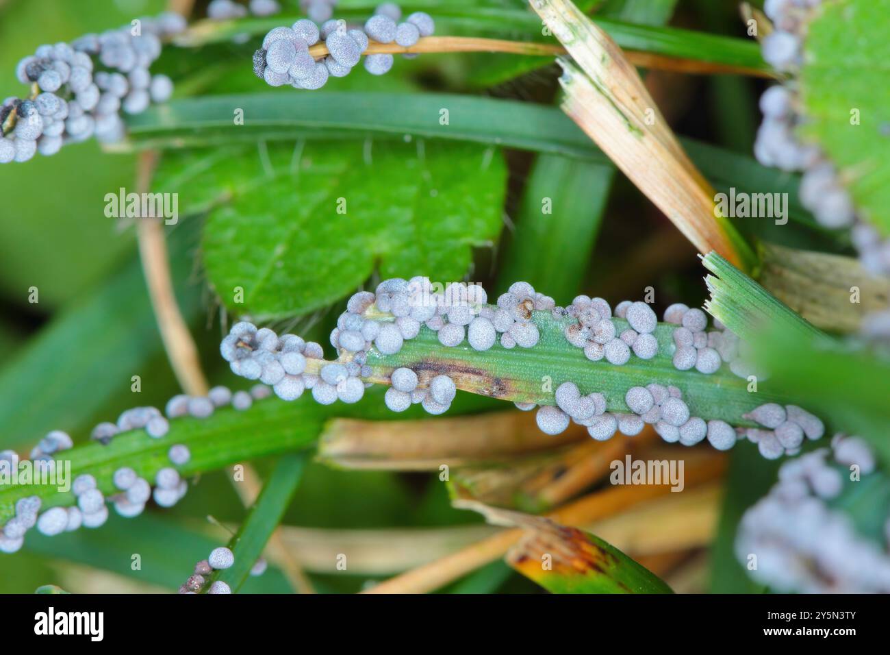 Grey slime mould on lawn grass, lawn disease, grass in the garden with ...